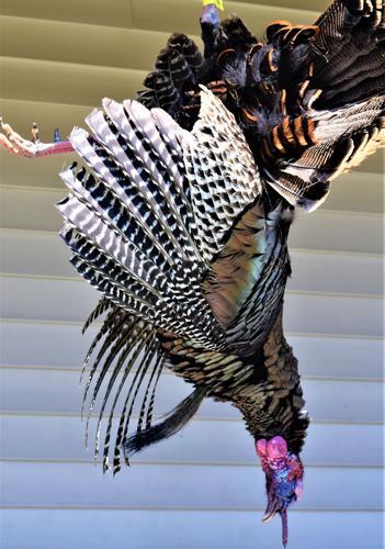 GATEWAY OUTDOORS: A fall gobbler is a different kind of bird - NewsBreak
