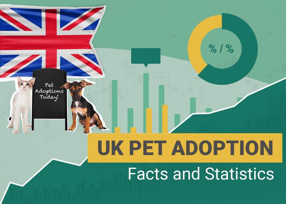 16 Pet Adoption Statistics in the UK (Updated in 2024) - NewsBreak