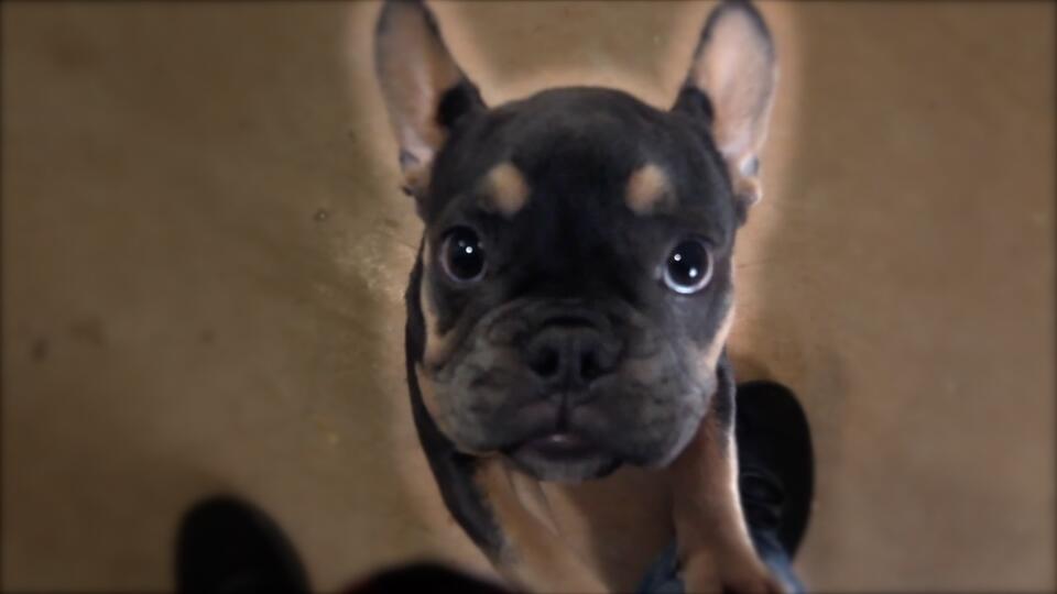 LeRoy Local Priming Pups for Forever Homes - NewsBreak