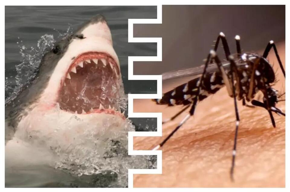 CDC: Mosquito Bites Just As Scary As Shark Bites In New York - NewsBreak