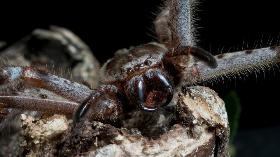 Why Are Humans So Obsessed With ‘Scary’ Animals? - NewsBreak