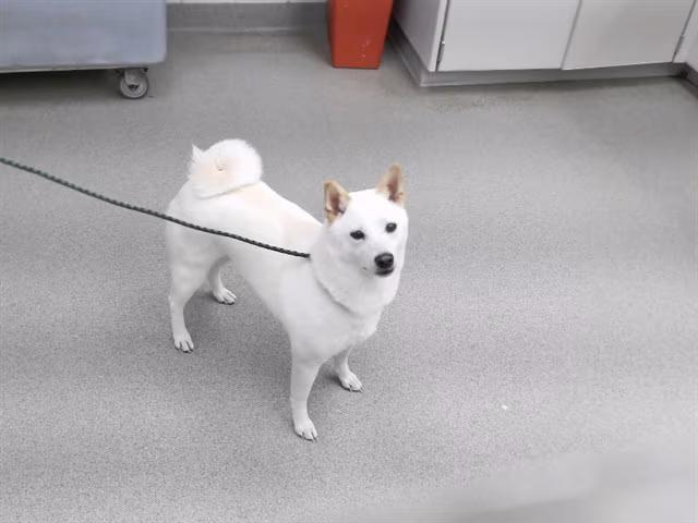 🐶 Playful, Loyal & Loving Dogs Ready for Adoption in Omaha - NewsBreak