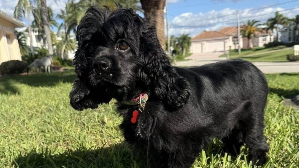 Shy 14lb Cocker Spaniel Kelly seeks loving home after breeder surrender ...