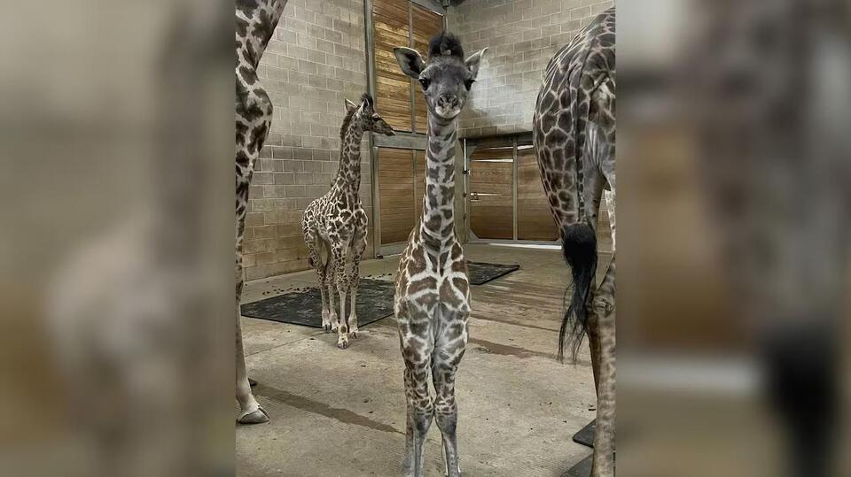 New giraffe crossing to open at Kansas City Zoo and Aquarium this month ...