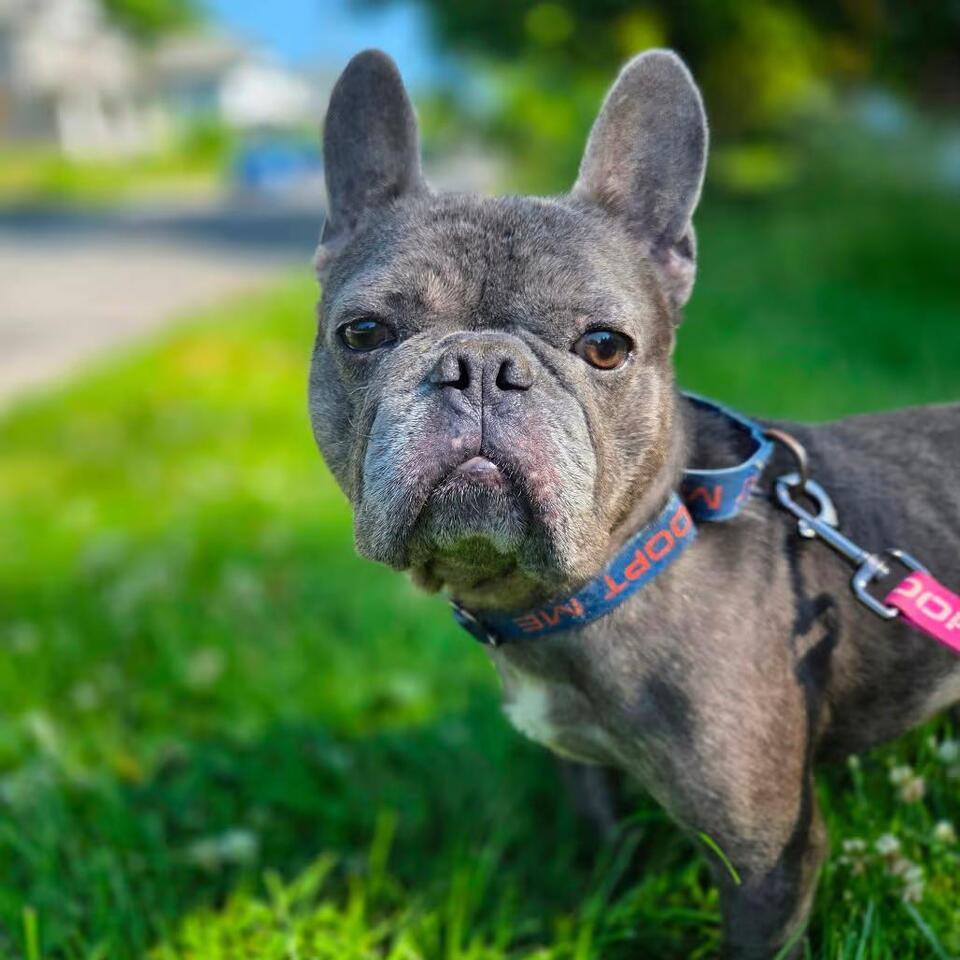 🐶 Playful Puppies & a Frenchie Ready for Adoption in Pawling, NY ...