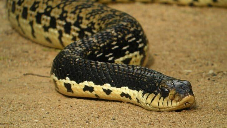 14 Wild Animals That Know How to Trick Their Predators - NewsBreak