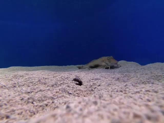 Sea Robins Fish - NewsBreak