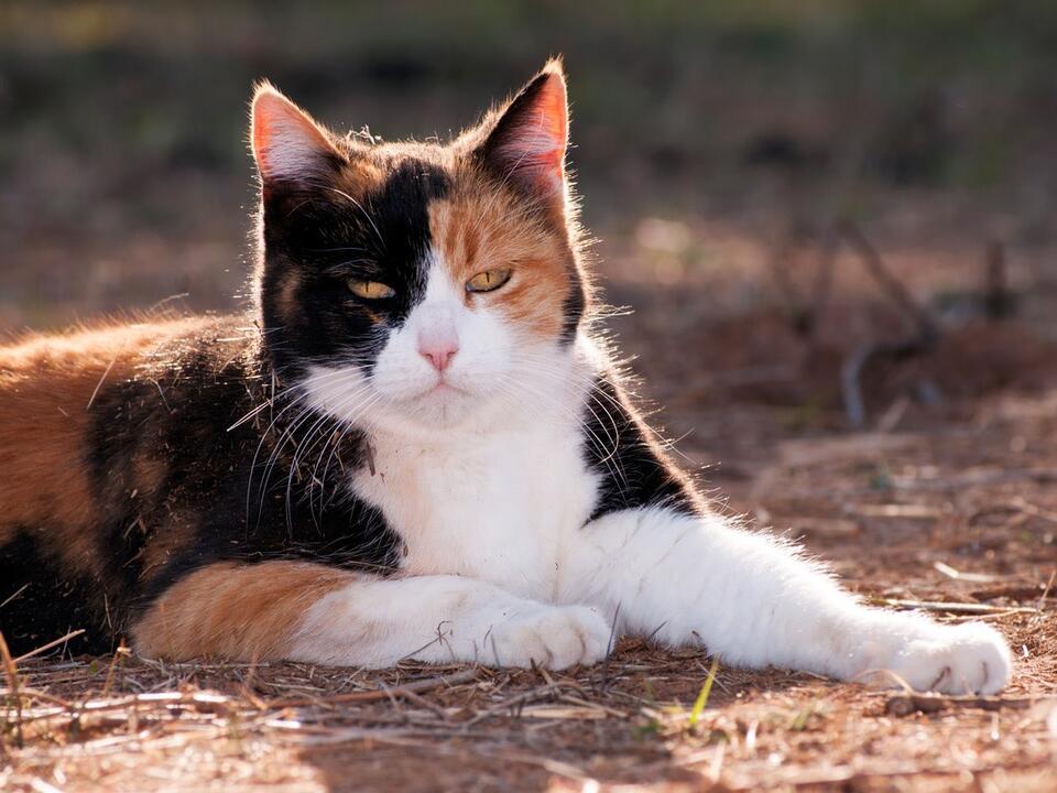 Cat Mom Shares Some Fascinating Folklore About White-Pawed Kitties