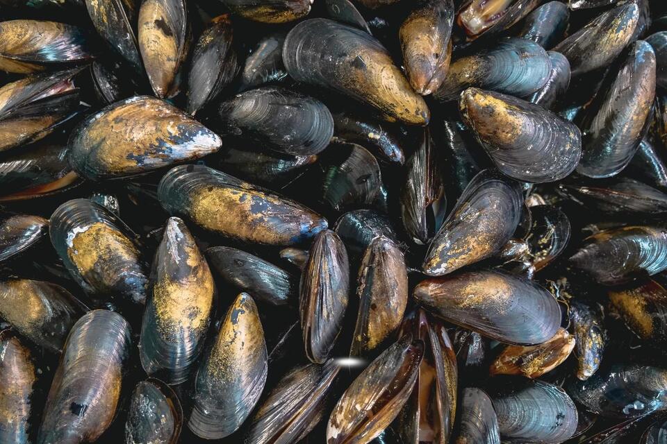 WA State DOH Issues Shellfish Ban After Dangerous Toxin Found - NewsBreak