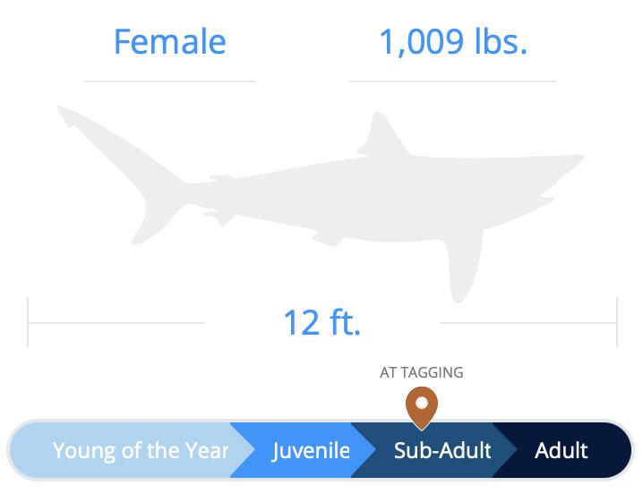 Great white shark spotted in Alabama waters near Dauphin Island - NewsBreak