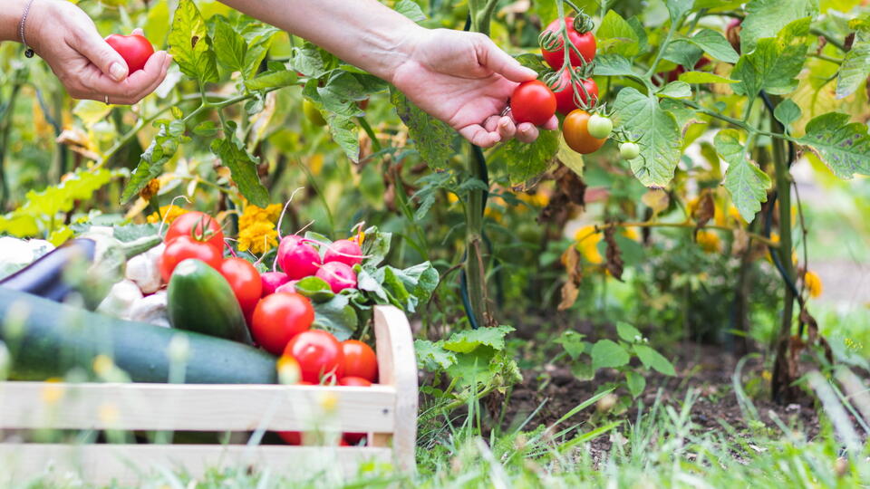 Is It Too Late To Plant Tomatoes