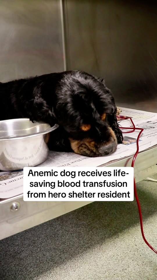 Dog Hero 'King' Available for Adoption Wednesday - NewsBreak