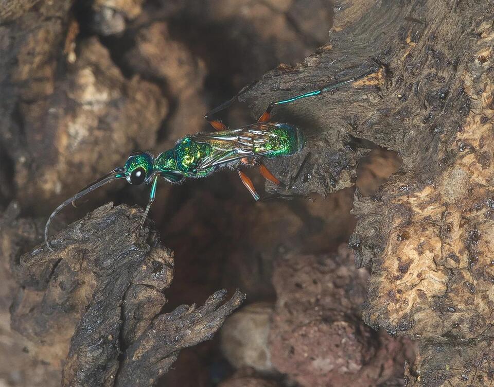 How a Tiny Wasp Turns Cockroaches Into Mind-Controlled Zombies - NewsBreak