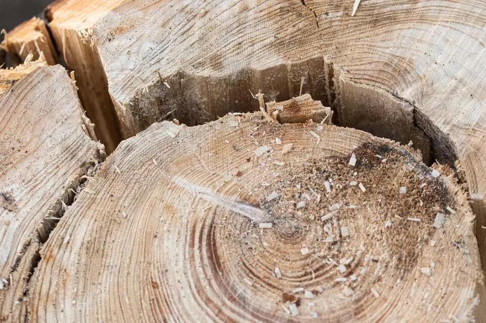 Extreme Cold Warning: What You Need to Know about “Exploding” Trees in ...