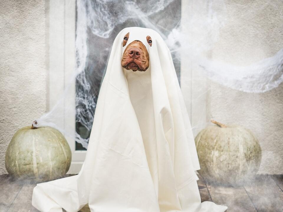 These 6 Spooky and Scary Dog Breeds Are Frighteningly Cute - NewsBreak
