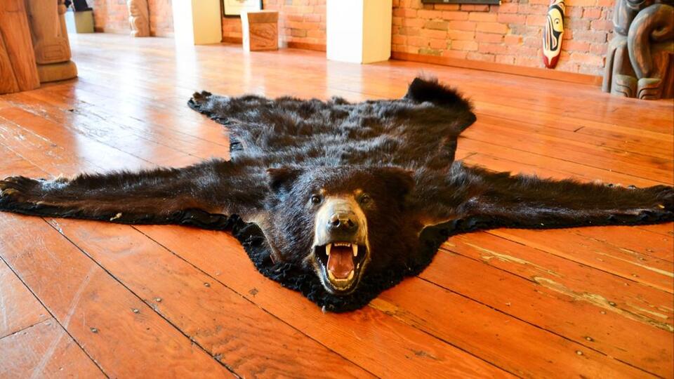 From Hide to Table: The Truth About Wisconsin’s Bear Hunt - NewsBreak