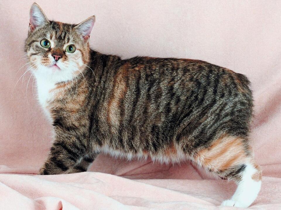 19 Great Manx Cat Facts