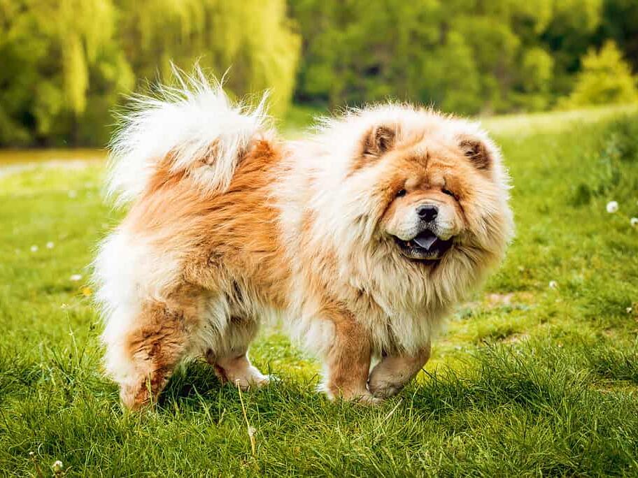 20 Dogs That Look Like Lions