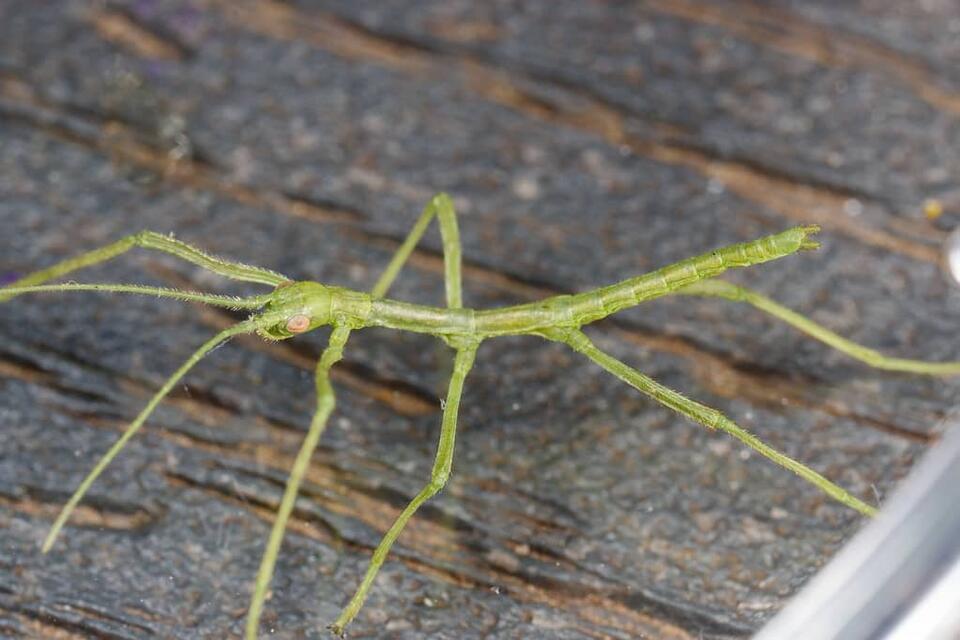This Enormous Insect Stretches Over Two Feet and Still Hides in Plain ...