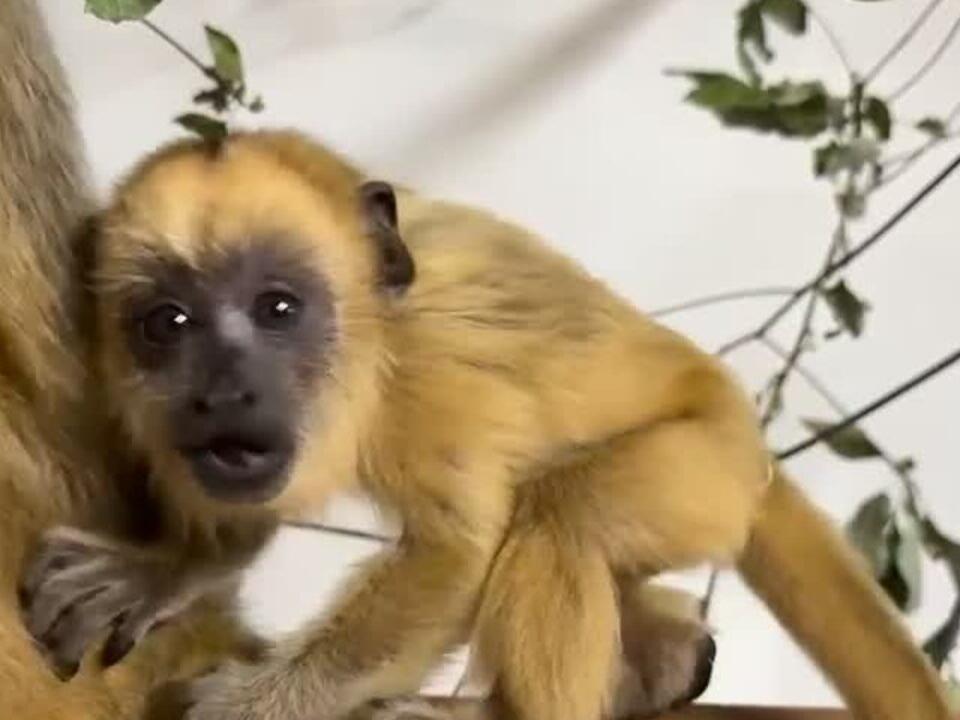 Baby monkey at The Birmingham Zoo