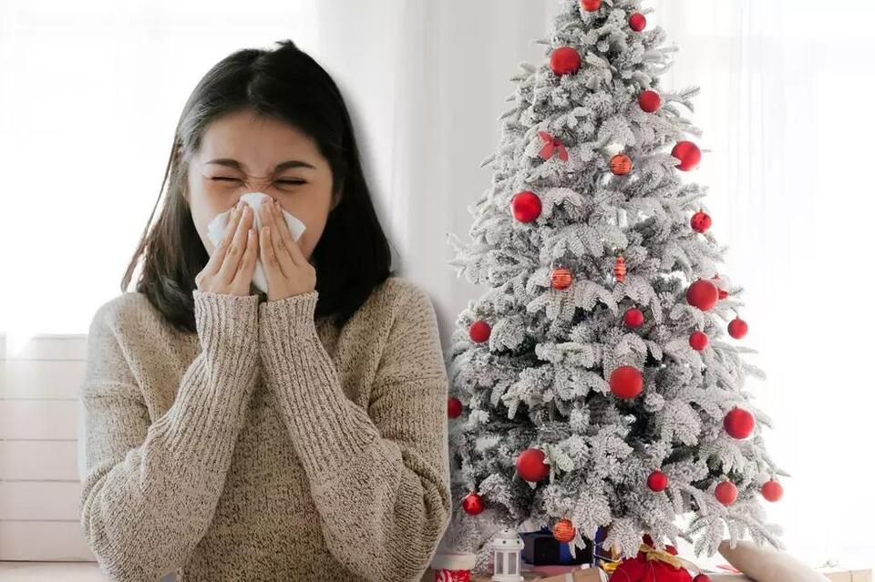Could Your Illinois Christmas Tree Be Making You Sick? - NewsBreak