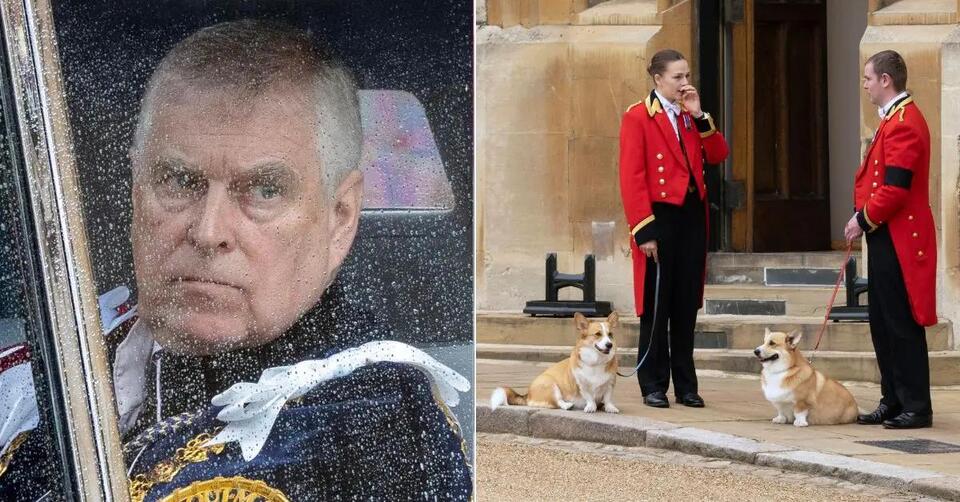 'Sulking' Prince Andrew Refuses to Walk Late Queen Elizabeth's Corgis ...