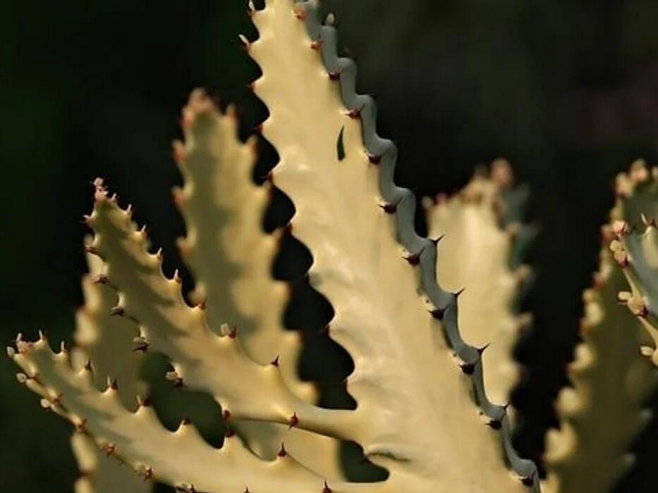 Sea-level rise causes extinction of Key Largo tree cactus