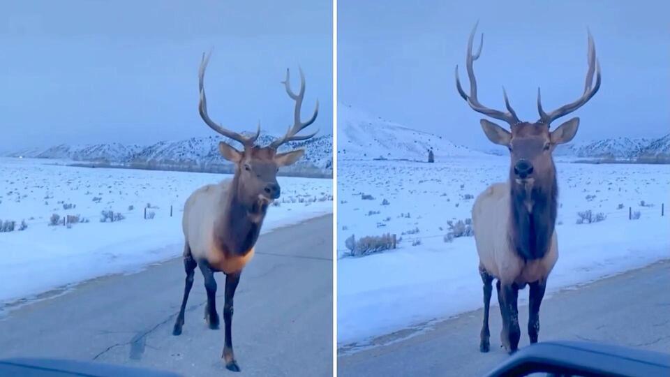 Tourist gets instant karma after filming himself taunting wildlife: 'Most satisfying video I've ...
