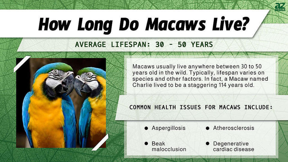 Macaw Lifespan: How Long Do Macaws Live? - NewsBreak