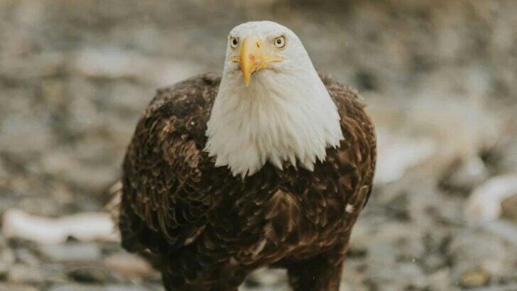 11 Things You Did Not Know About Bald Eagle Vision - NewsBreak