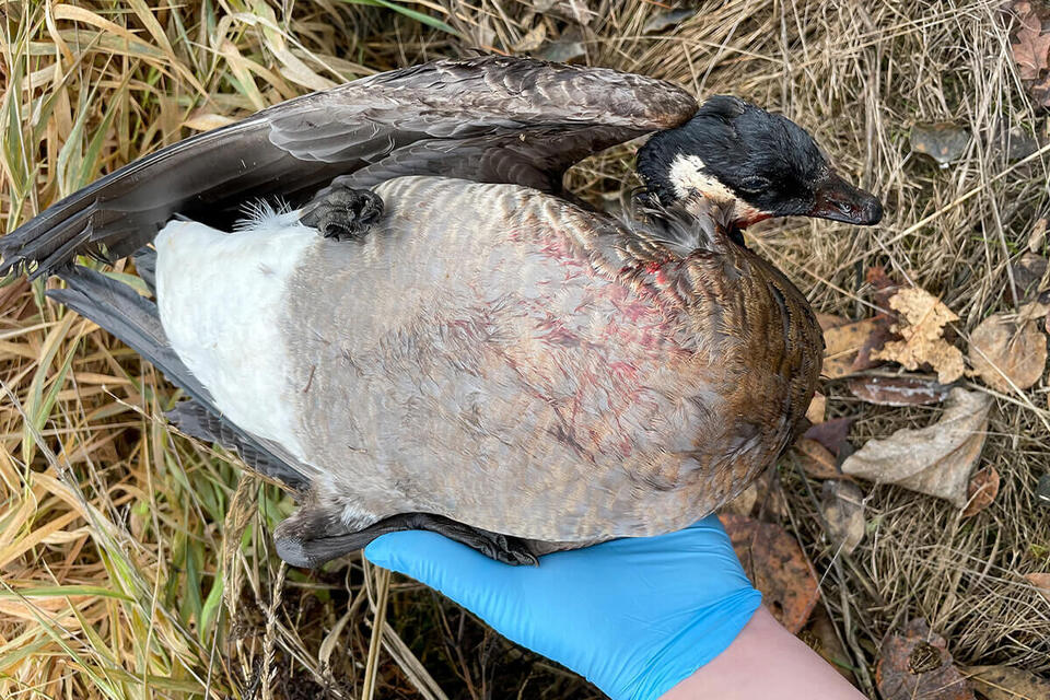 Avian flu: Do not handle sick or dead waterfowl, hunters should take ...