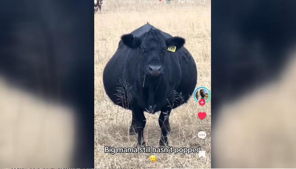 Ash Grove, Missouri cow goes viral for being super pregnant - NewsBreak