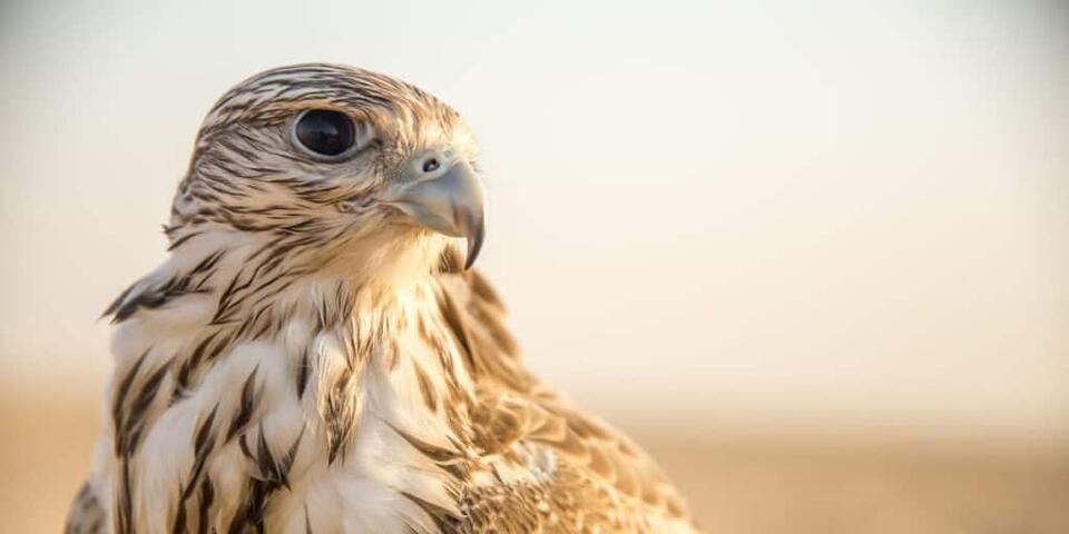 Eagle vs Falcon: What are the Differences & Who Would Win in a Fight ...