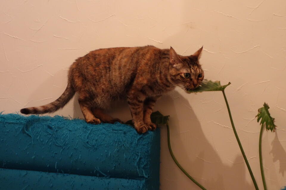 4 Signs Your Cat Needs More Play—and 4 Breeds Content to Nap All Day ...
