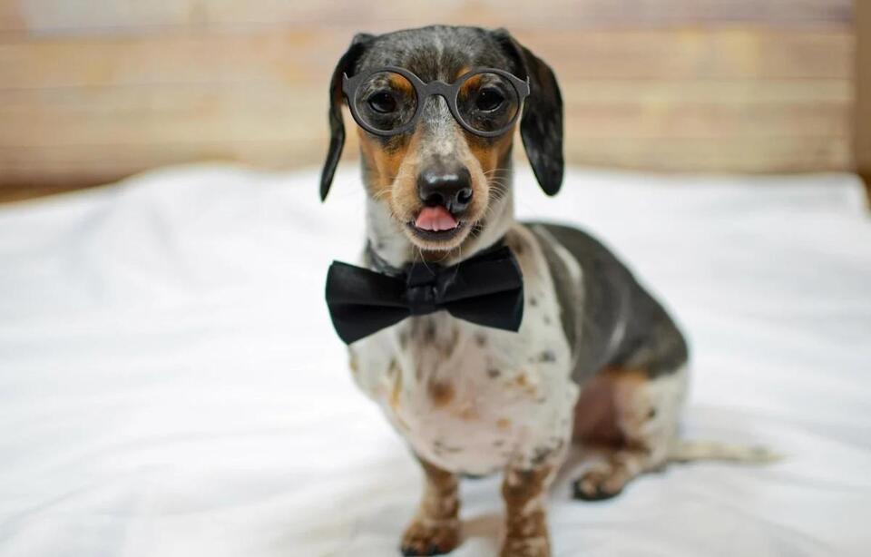 Ocala Pet Palooza Returns to World Equestrian Center This Weekend ...