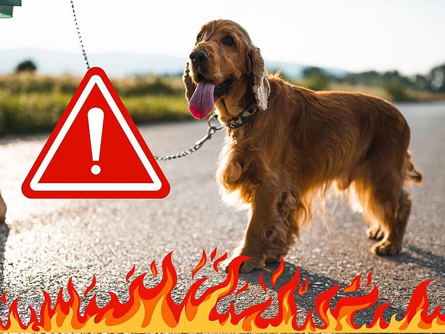 Hot Pavement DANGER For Your Dog! How to Avoid Paw Burns