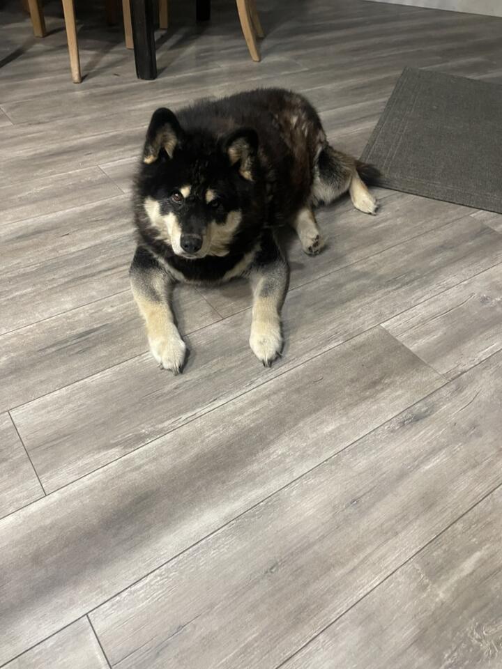 Lost Dog, Alert #96199 Kaya missing near Matthews and Copeland road ...