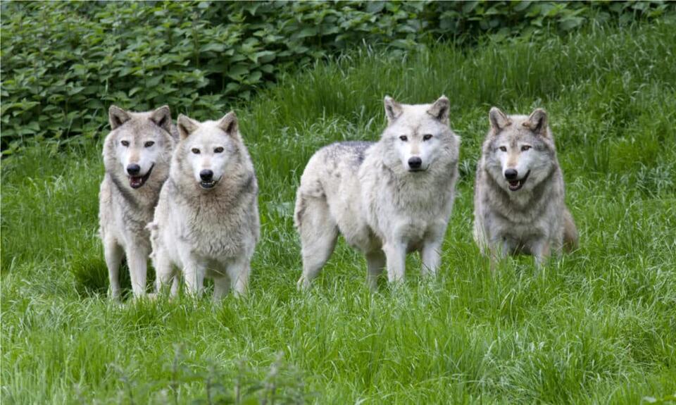 Wolves in Oregon: Where They Live, Risk to Humans, and Diet - NewsBreak