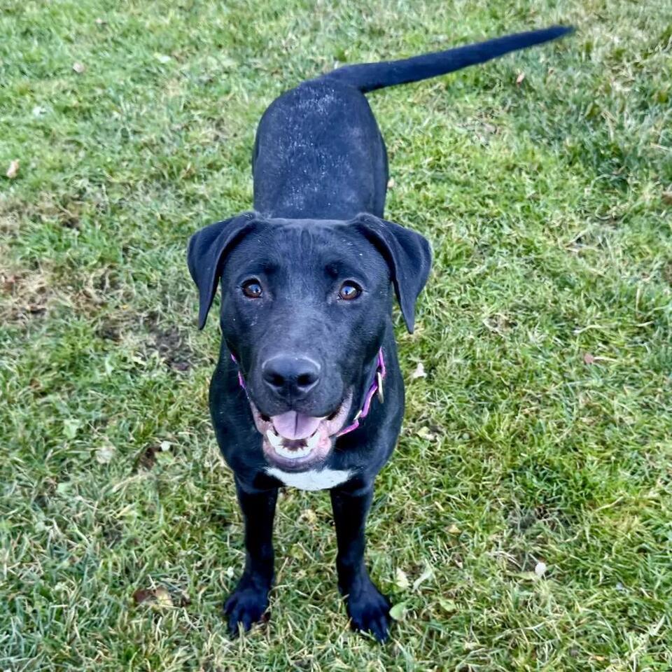 Berkshire Humane Society Pet of the Week: Meet Stella - NewsBreak