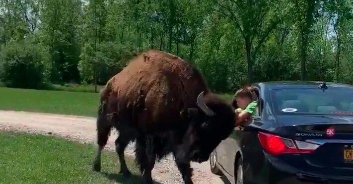 BISON HEADBUTTS KIDS IN CAR.(VIDEO) | VW Vortex - Volkswagen Forum