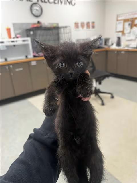 🐱 Playful Kittens Ready for Adoption in Van Nuys - NewsBreak