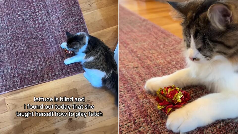 Video: Blind Cat Teaches Herself To Play Fetch - NewsBreak