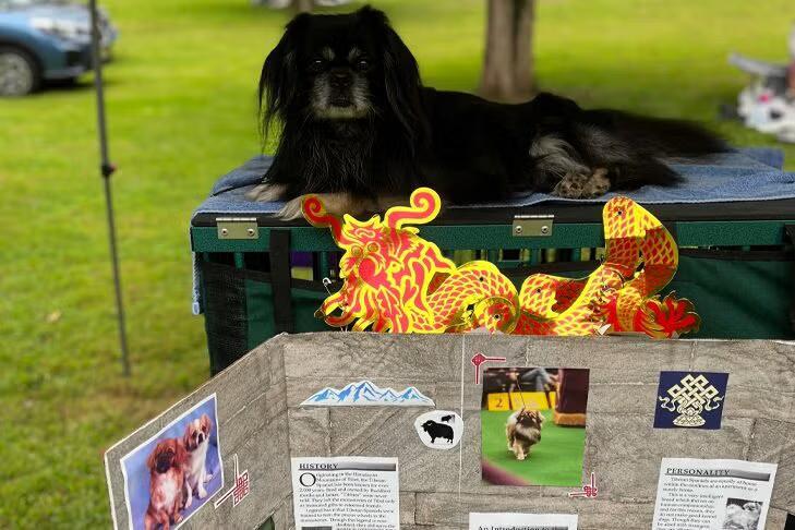 AKC Meet the Breeds NYC Hosts Resilient Regulars Like Tibetan Spaniel ...