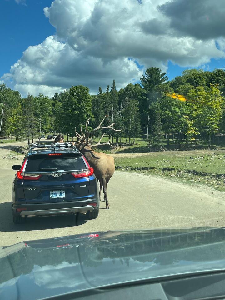 [WATCH] Massive Elk Encounter Near New York State - NewsBreak