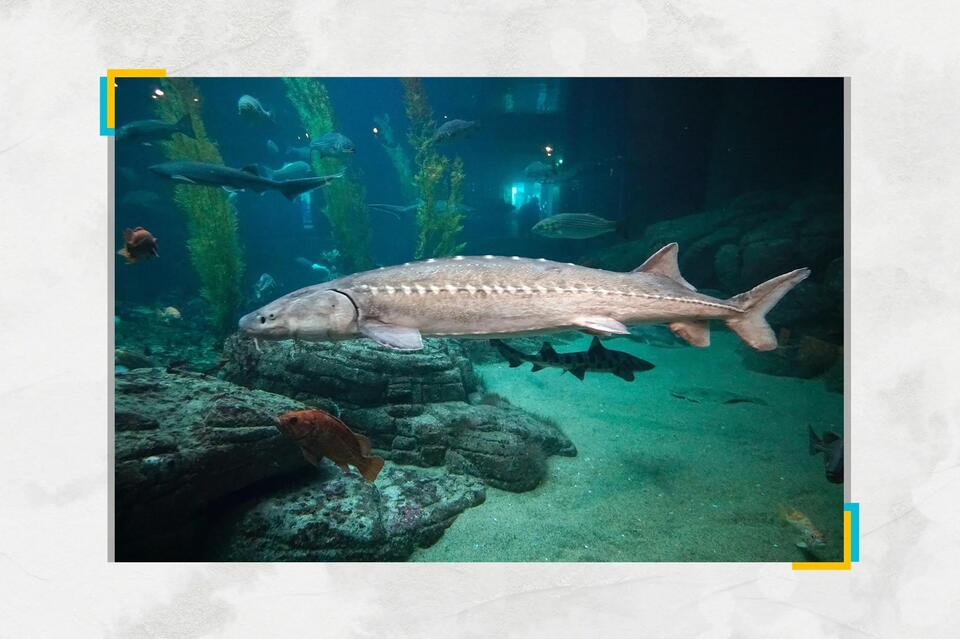 This giant freshwater fish — North America’s largest — gains California ...