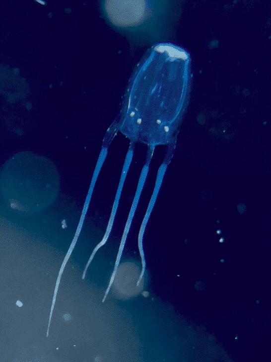 The Smallest Jellyfish Species Revealed - NewsBreak