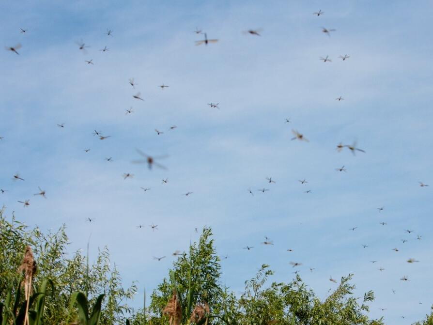 Billions of Dragonflies Swarm Horrified Beachgoers