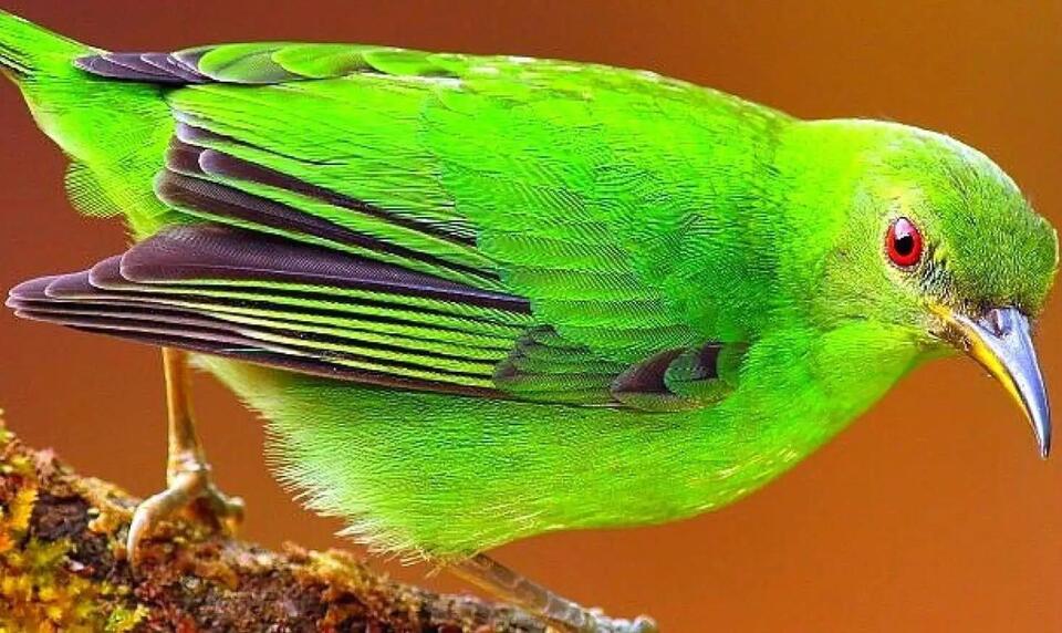 Green Birds in Connecticut: 15 Species With Photos and ID Tips - NewsBreak