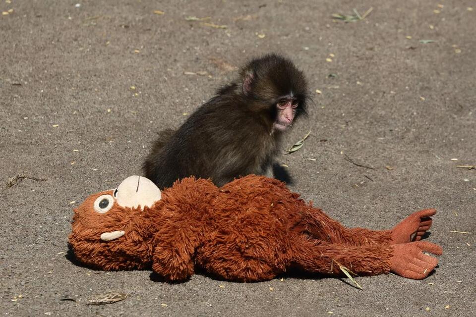 Is Punch the Monkey dead or alive? Viral tweet post debunked in wake of ...