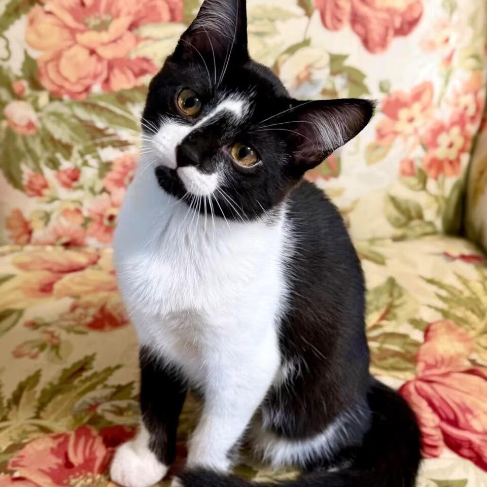 🐱 Playful Shy And Sweet Cats Waiting For Adoption In Medina Newsbreak